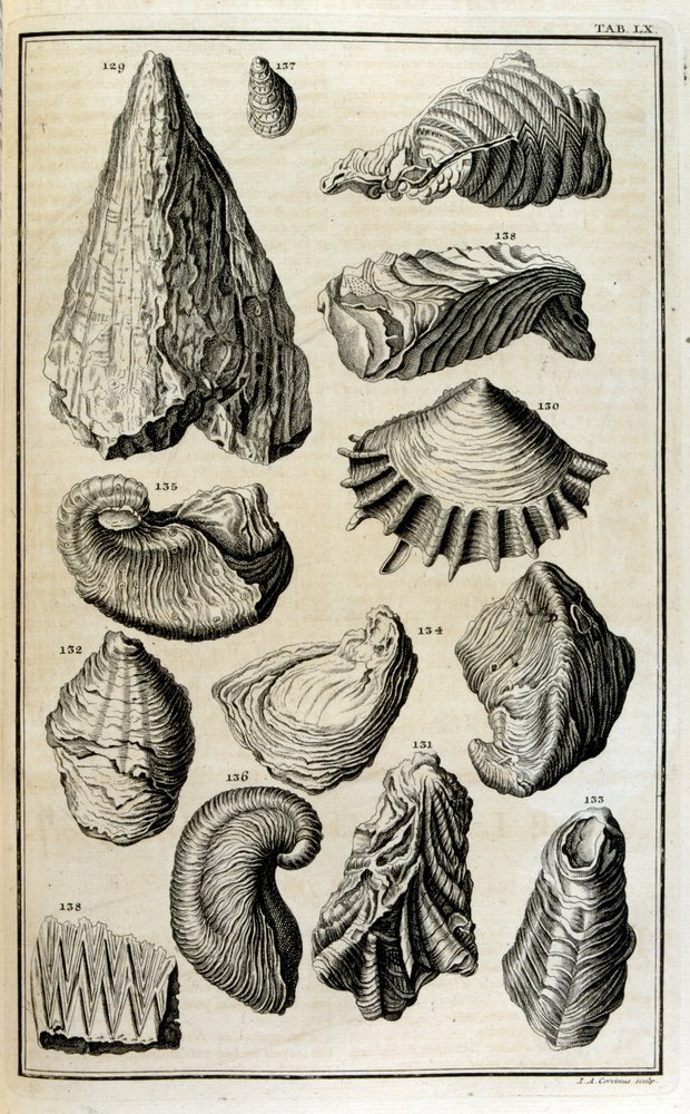 Versteinerte Überreste von Muscheln, die durch die große biblische Flut ...