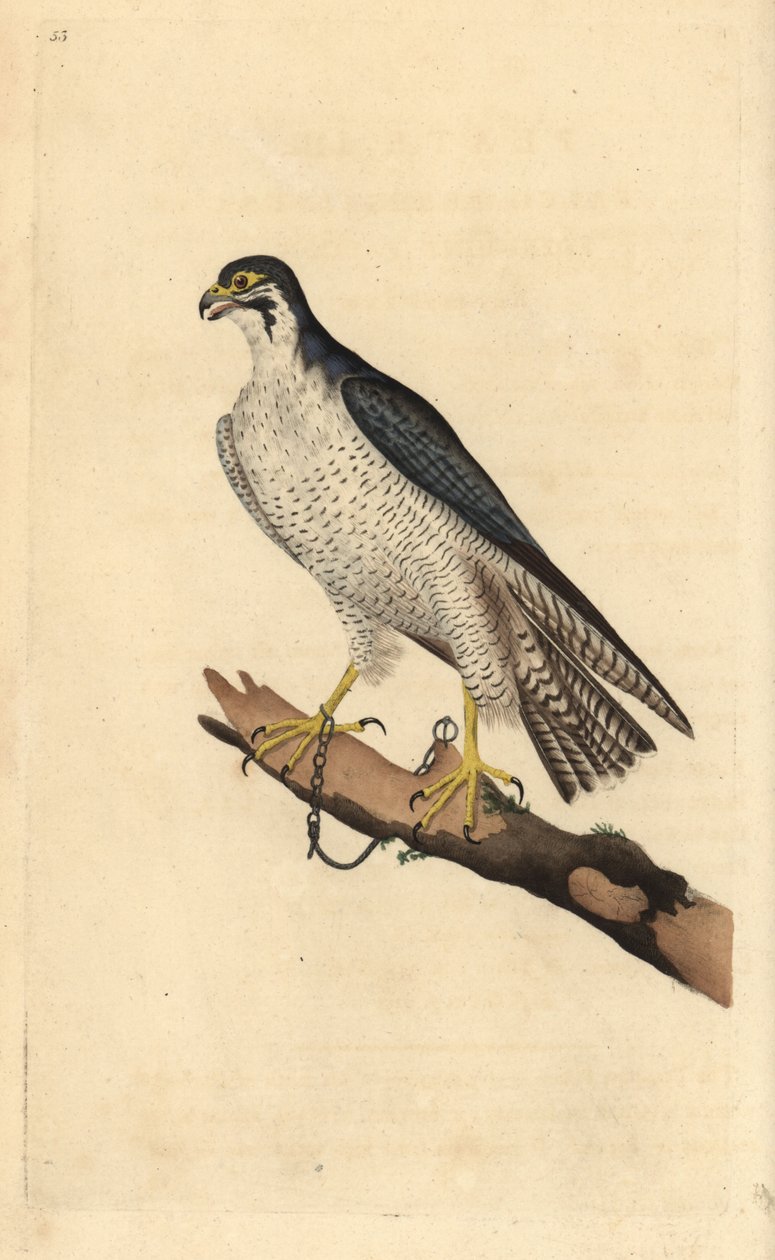 Wanderfalke, Falco peregrinus, an einen Ast gekettet. Handkolorierte ...