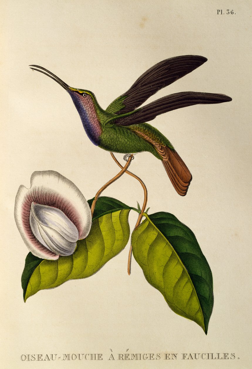 Lazuline Säbelwinge (Campylopterus falcatus), Gravur aus Les ...